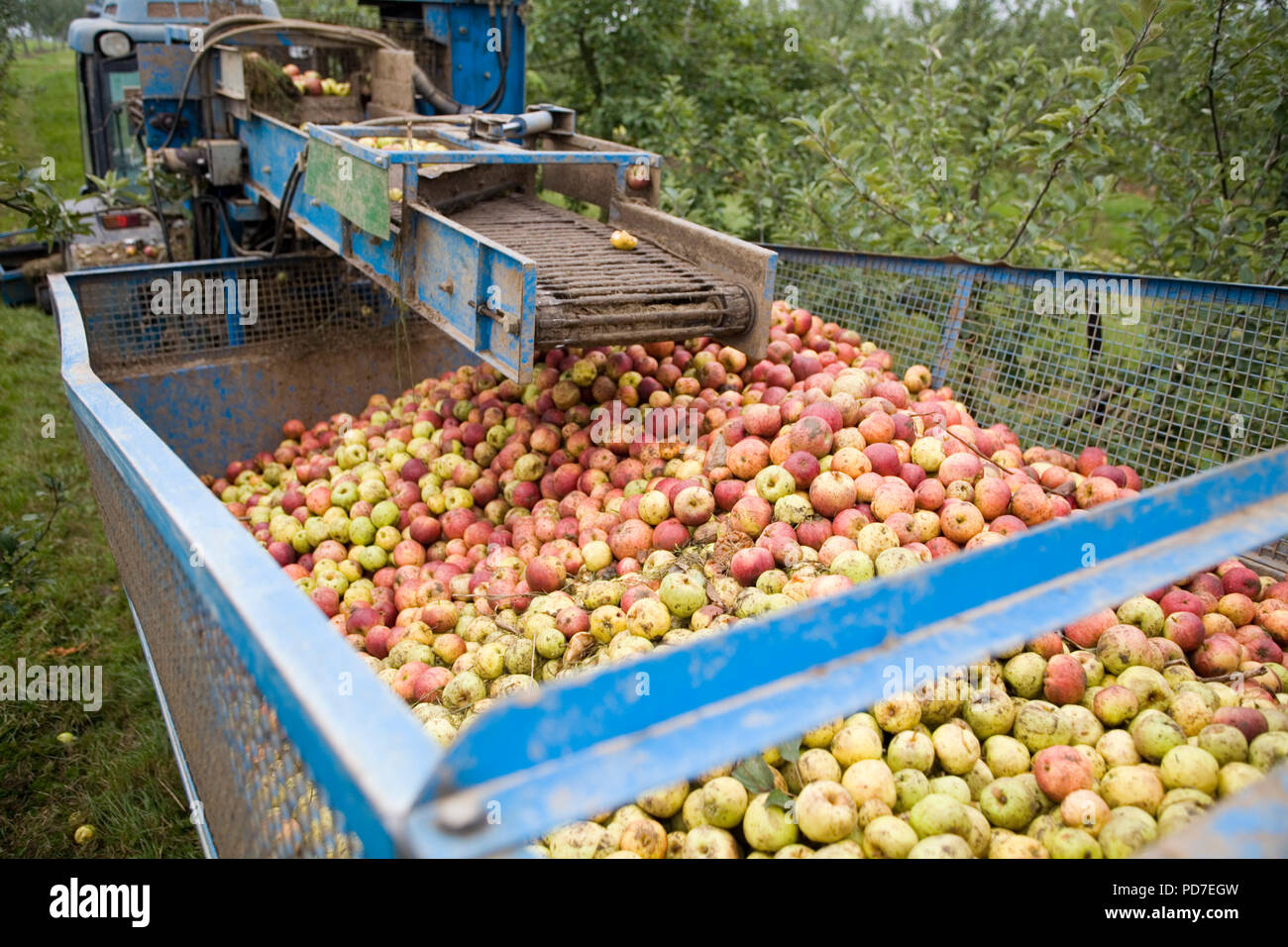 Apple cider barrels hi-res stock photography and images - Alamy
