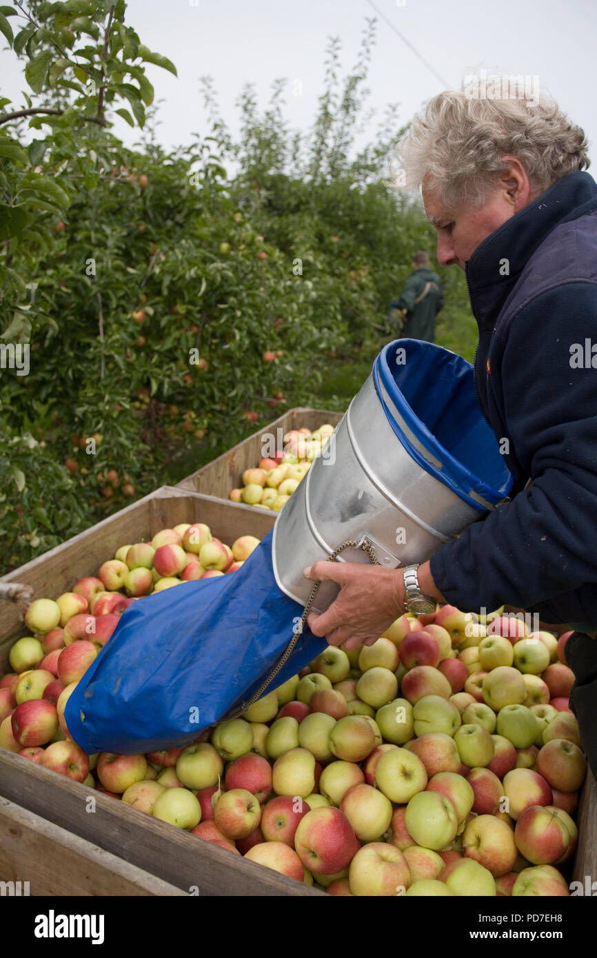 Apple barrels hi-res stock photography and images - Alamy