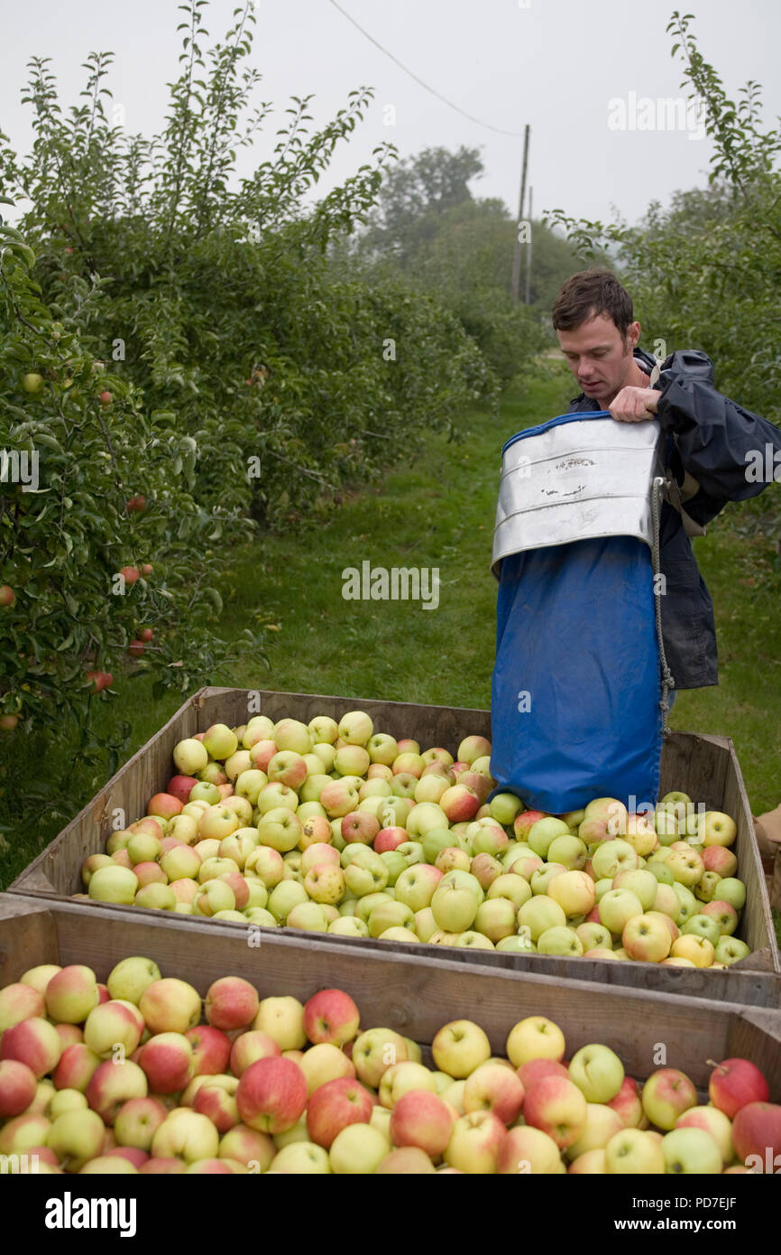 Apples storage shed hi-res stock photography and images - Alamy
