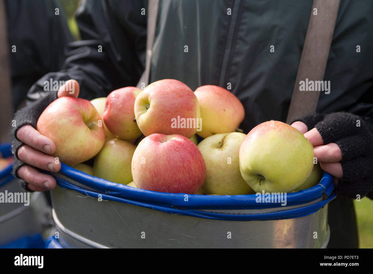 Apple pickers orchard hi-res stock photography and images - Alamy