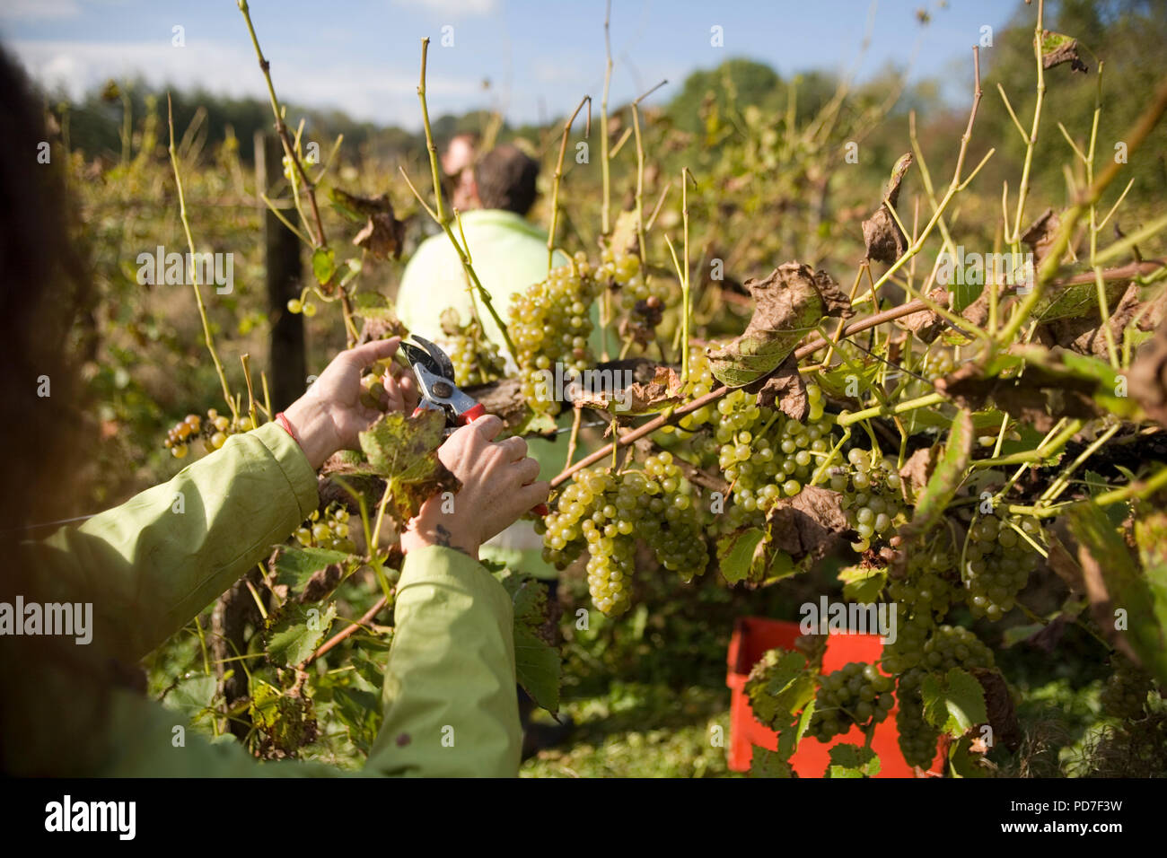Grape_harvest hi-res stock photography and images - Alamy