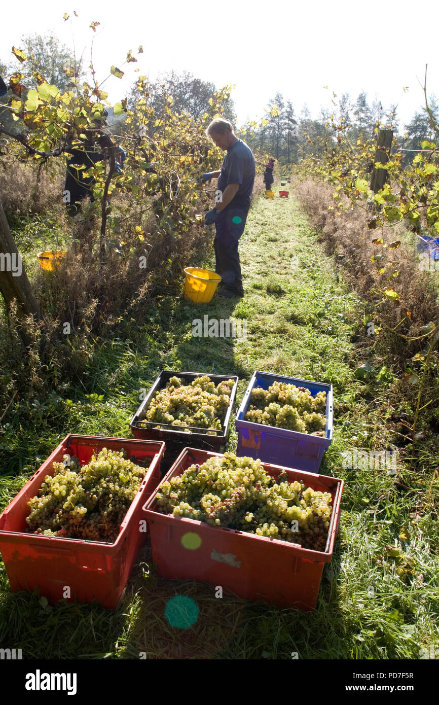 Grape picking /Grape harvest Stock Photo - Alamy