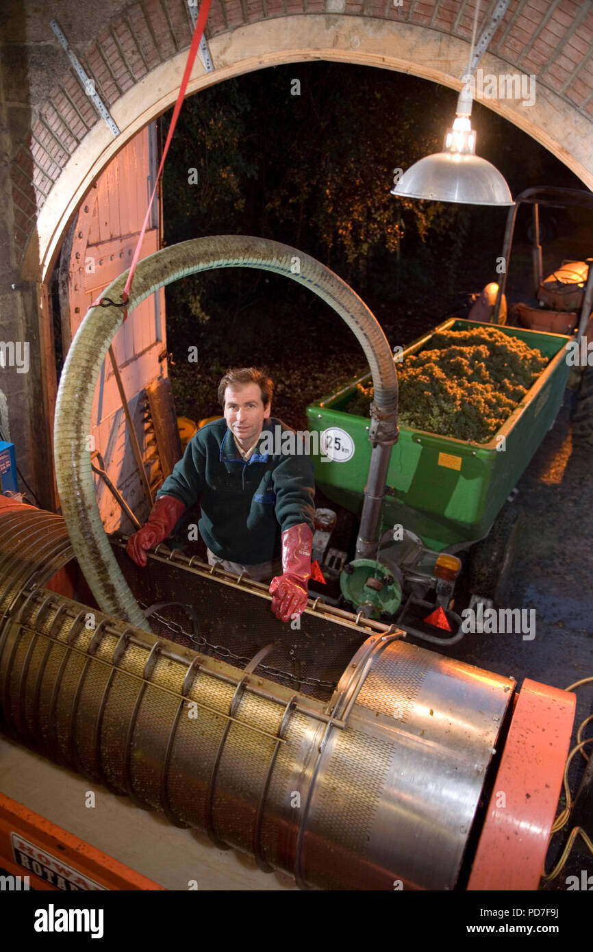 Paul Dale Wine maker pressing grapes at Wyle valley Vineyard Stock ...