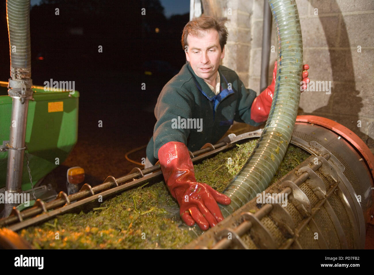 Paul Dale Wine maker pressing grapes at Wyle valley Vineyard Stock ...