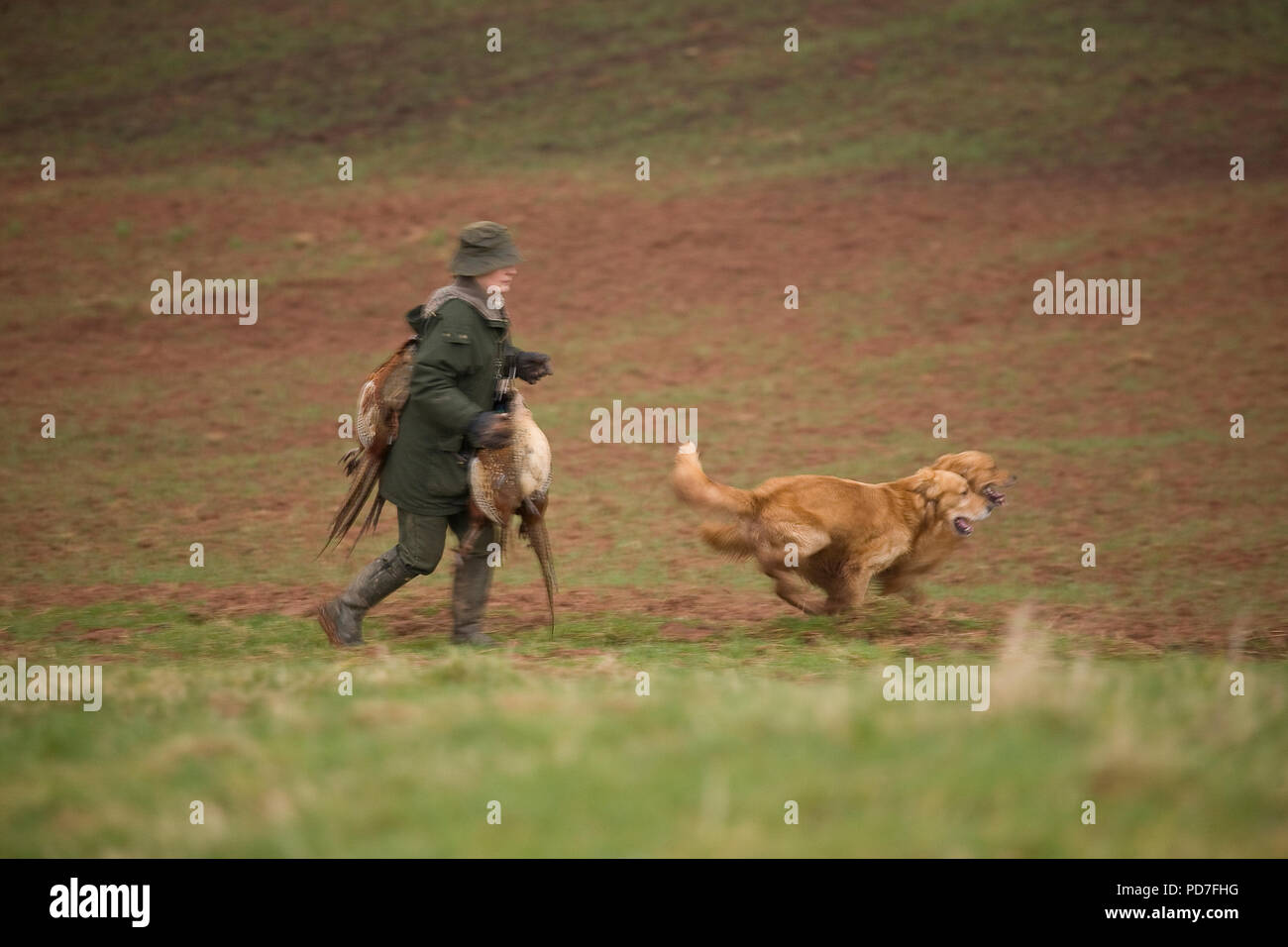 Shoot at Dinmore Herefordshire UK Stock Photo - Alamy