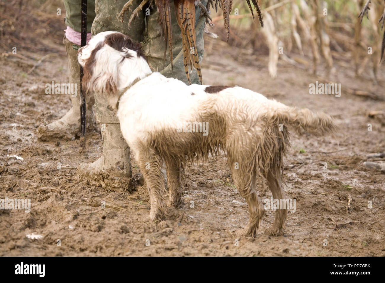 Muddy Springer Spaniel with pheasants Stock Photo - Alamy