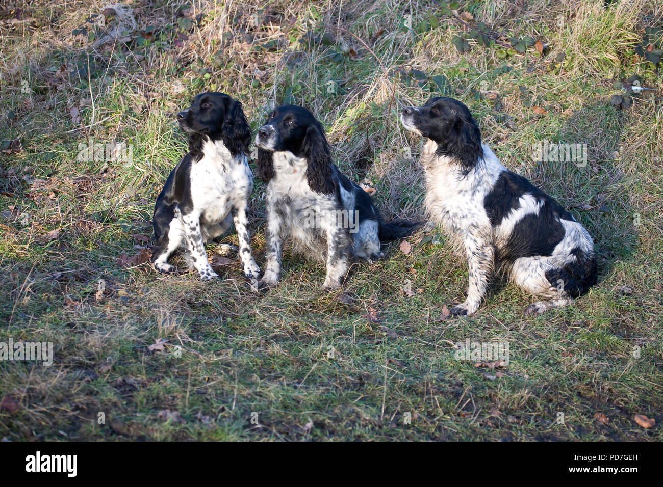 Daylight pickers up with gun dogs hi-res stock photography and images ...
