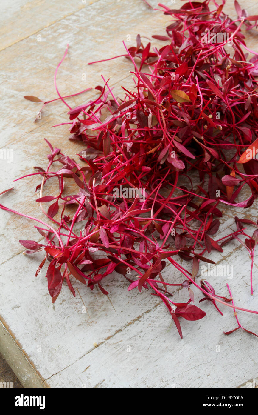 Micro red amaranth hi-res stock photography and images - Alamy