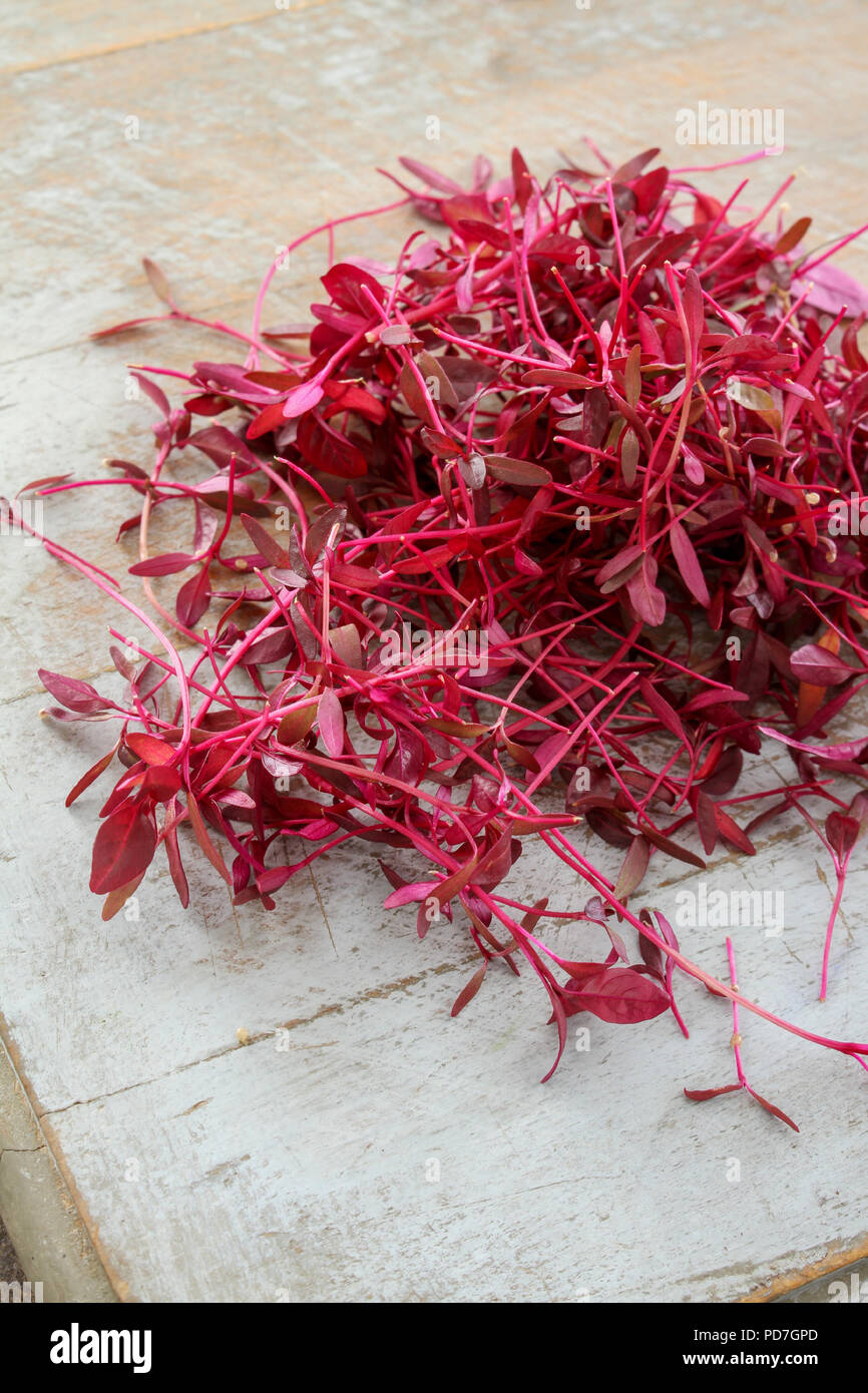 Micro red amaranth hi-res stock photography and images - Alamy