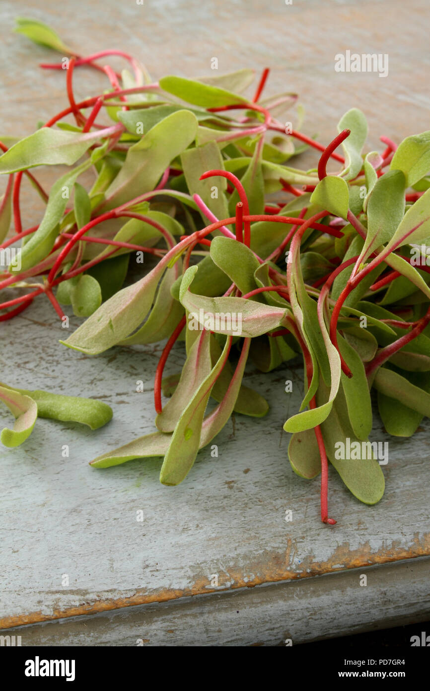 Micro herb chard hi-res stock photography and images - Alamy