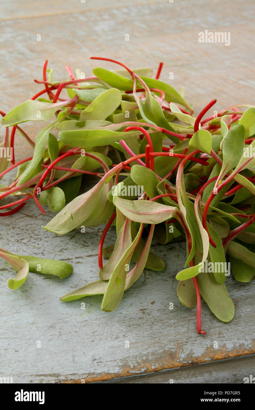 fresh micro herbs Stock Photo - Alamy