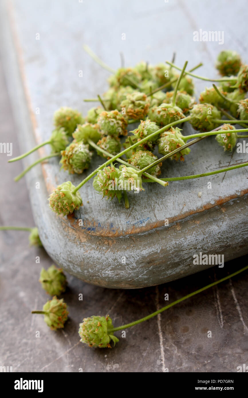 Aztec sweet herb hi-res stock photography and images - Alamy