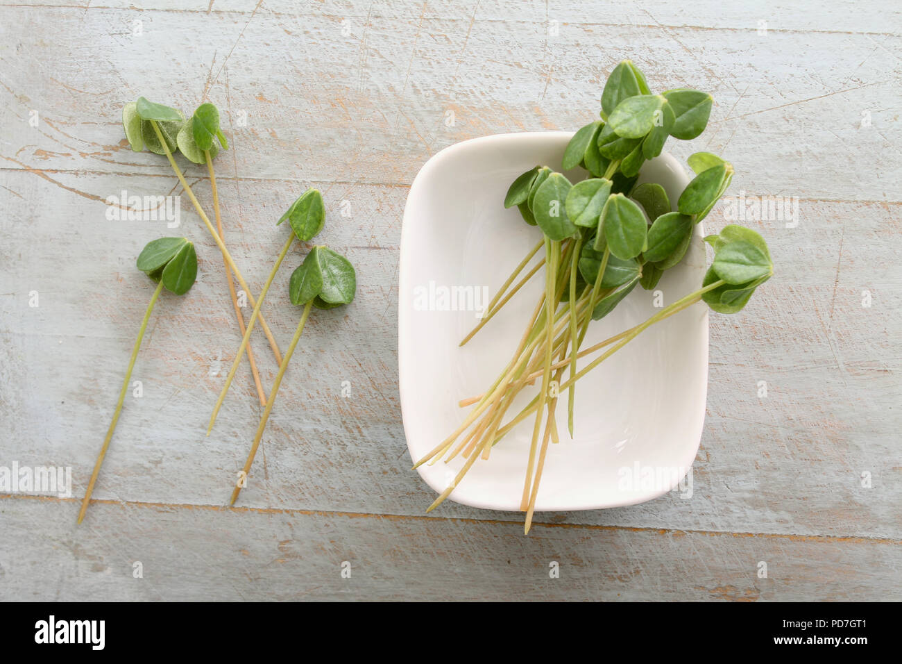 Citra micro herbs hi-res stock photography and images - Alamy