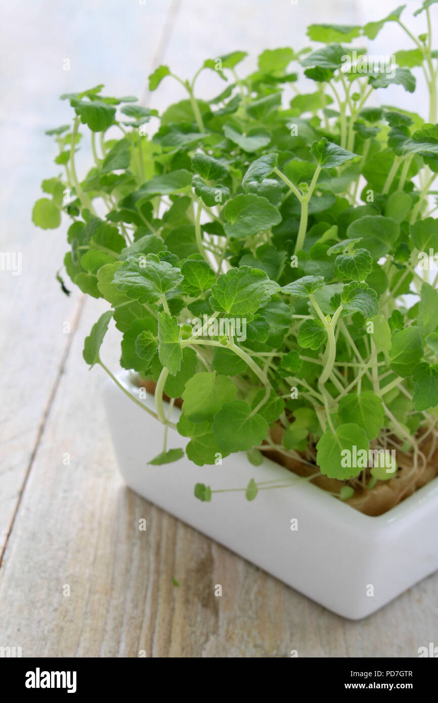 Micro herbs hi-res stock photography and images - Alamy