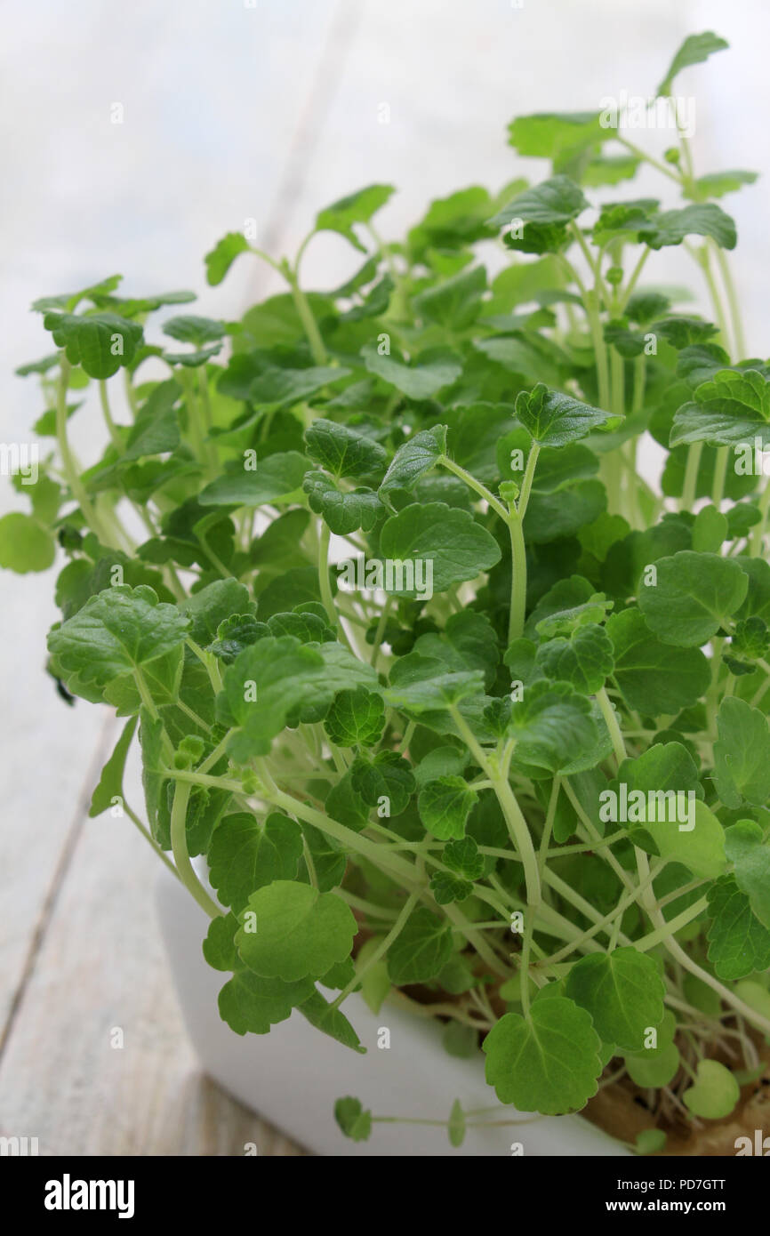 fresh micro herbs Stock Photo - Alamy
