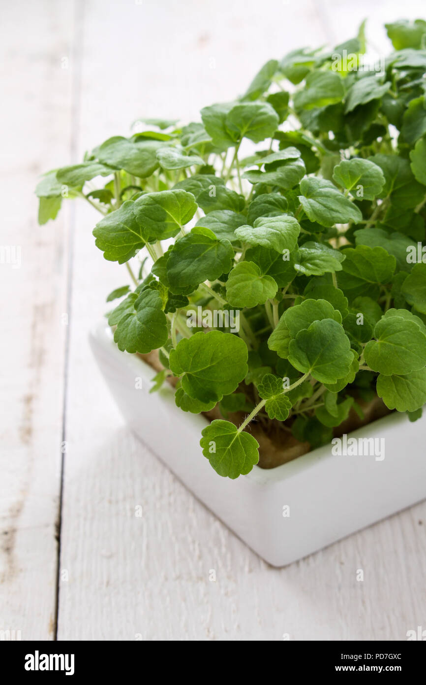 Lemon verbena micro herb hi-res stock photography and images - Alamy