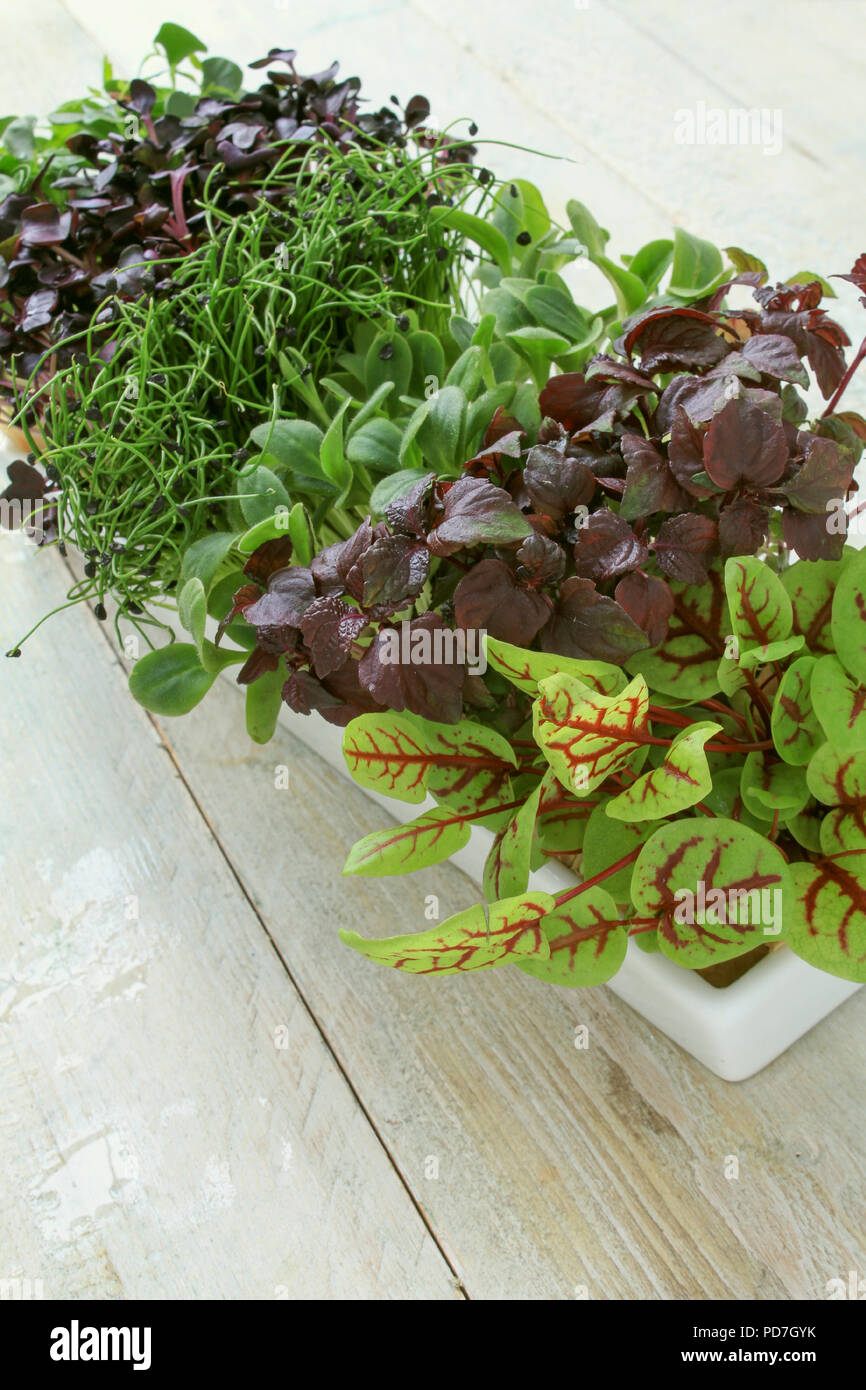 Mixed micro herbs hi-res stock photography and images - Alamy