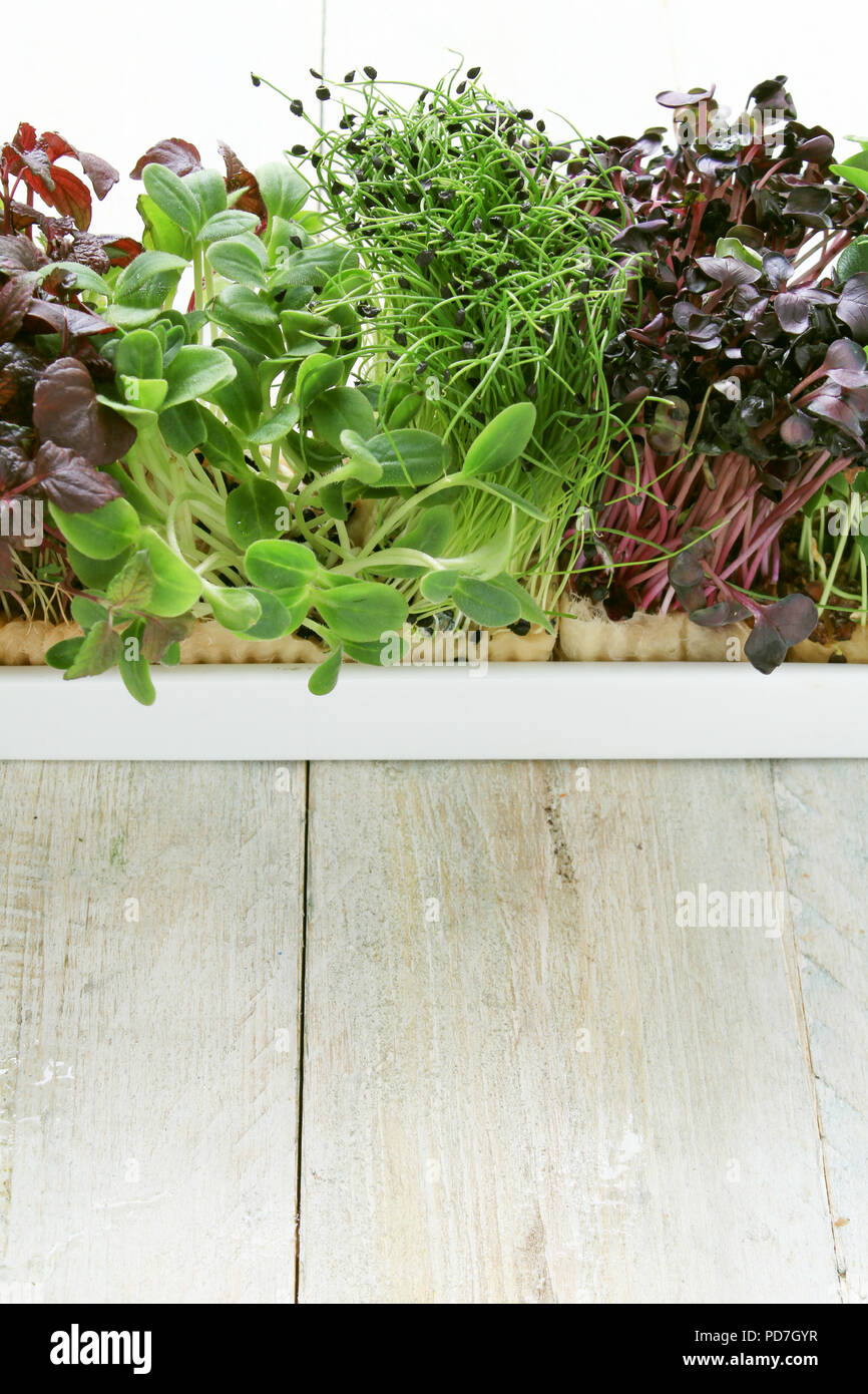 Mixed micro herbs hi-res stock photography and images - Alamy