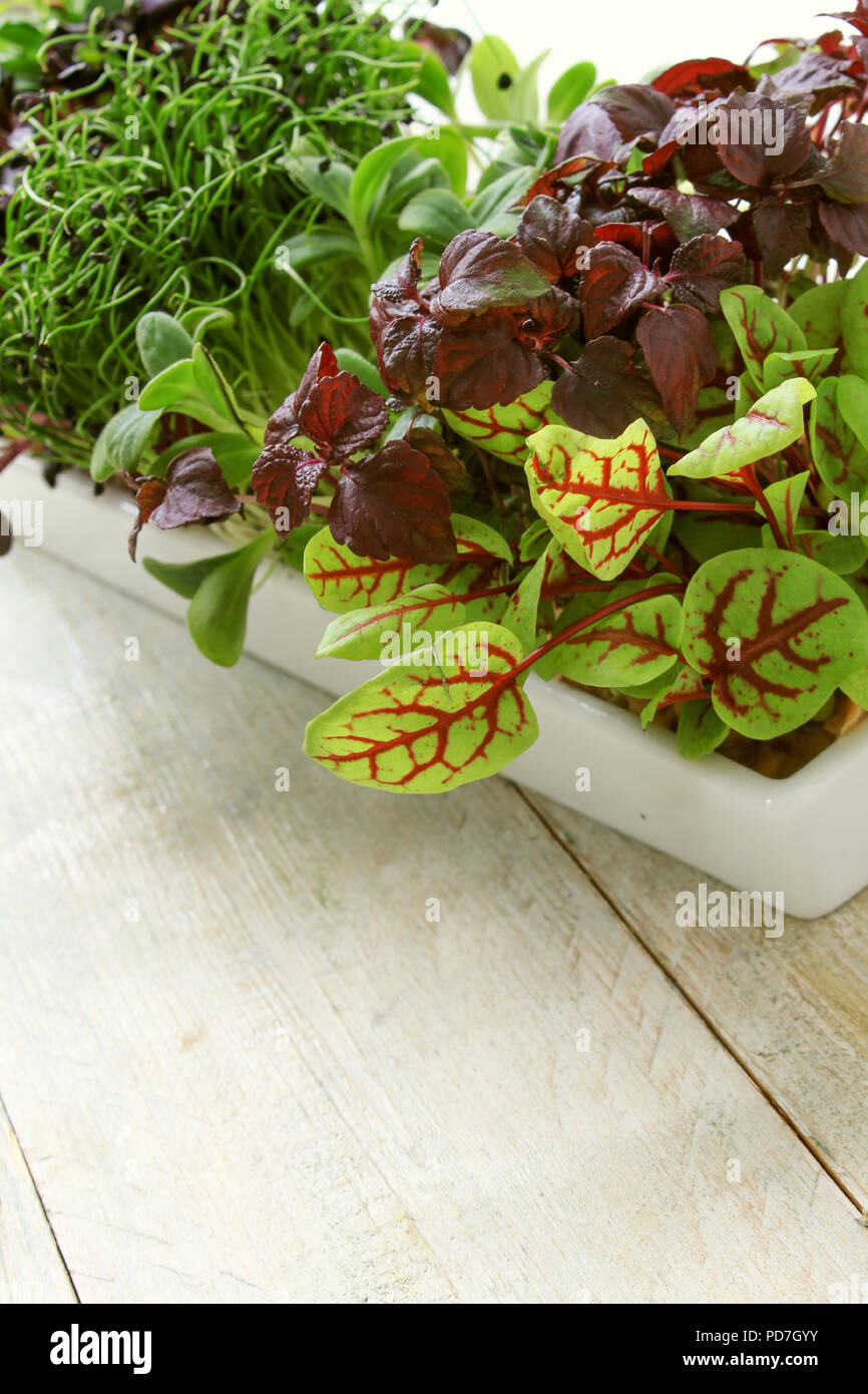 Mixed micro herbs hi-res stock photography and images - Alamy