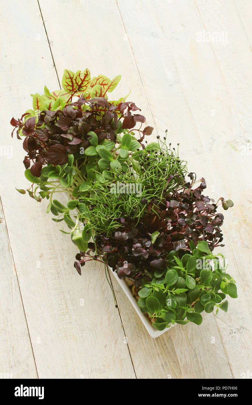 Mixed micro herbs hi-res stock photography and images - Alamy