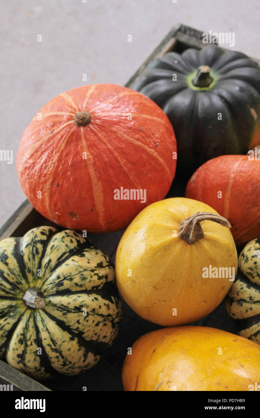 squash vegetable selection Stock Photo - Alamy