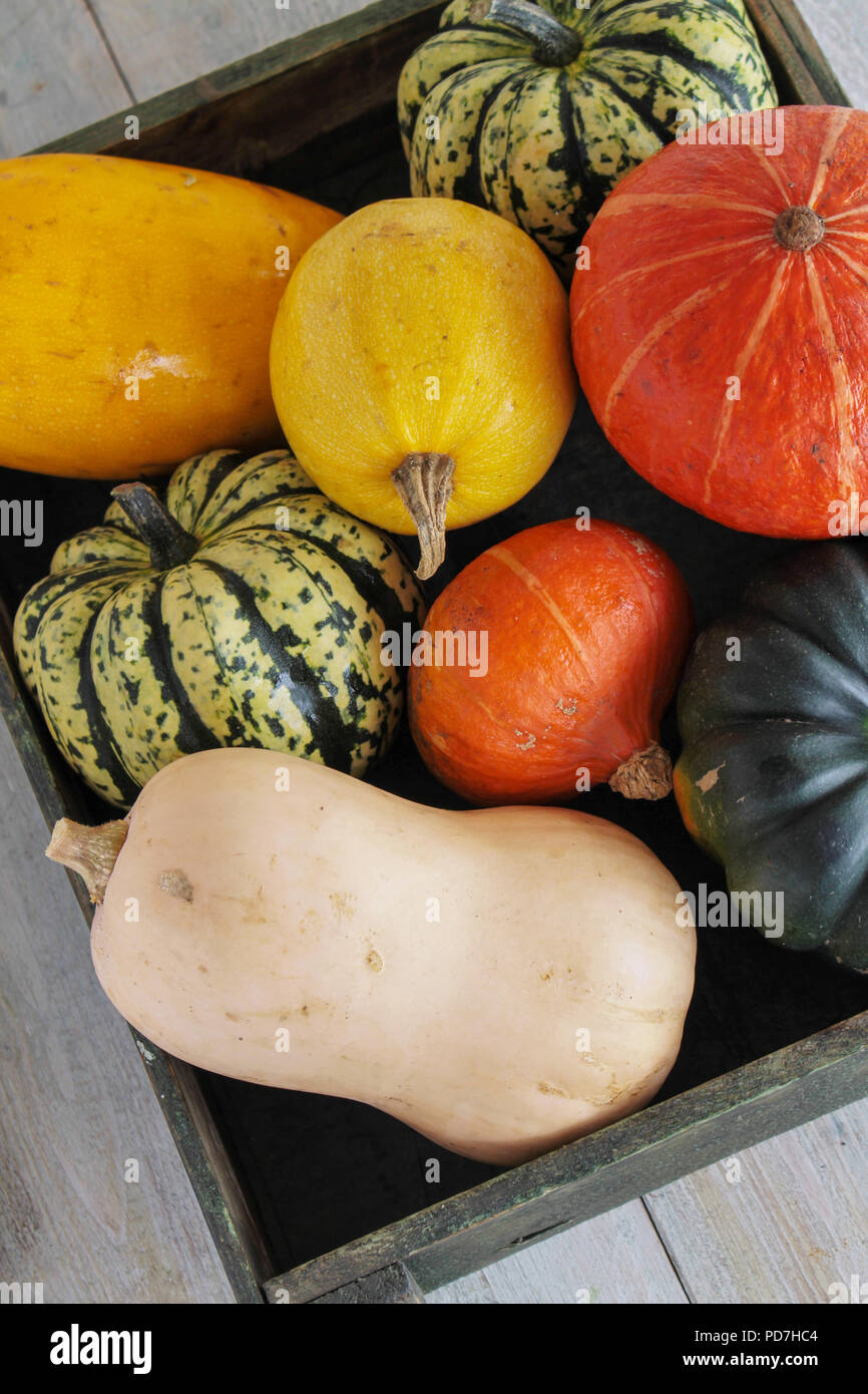 squash vegetable selection Stock Photo - Alamy