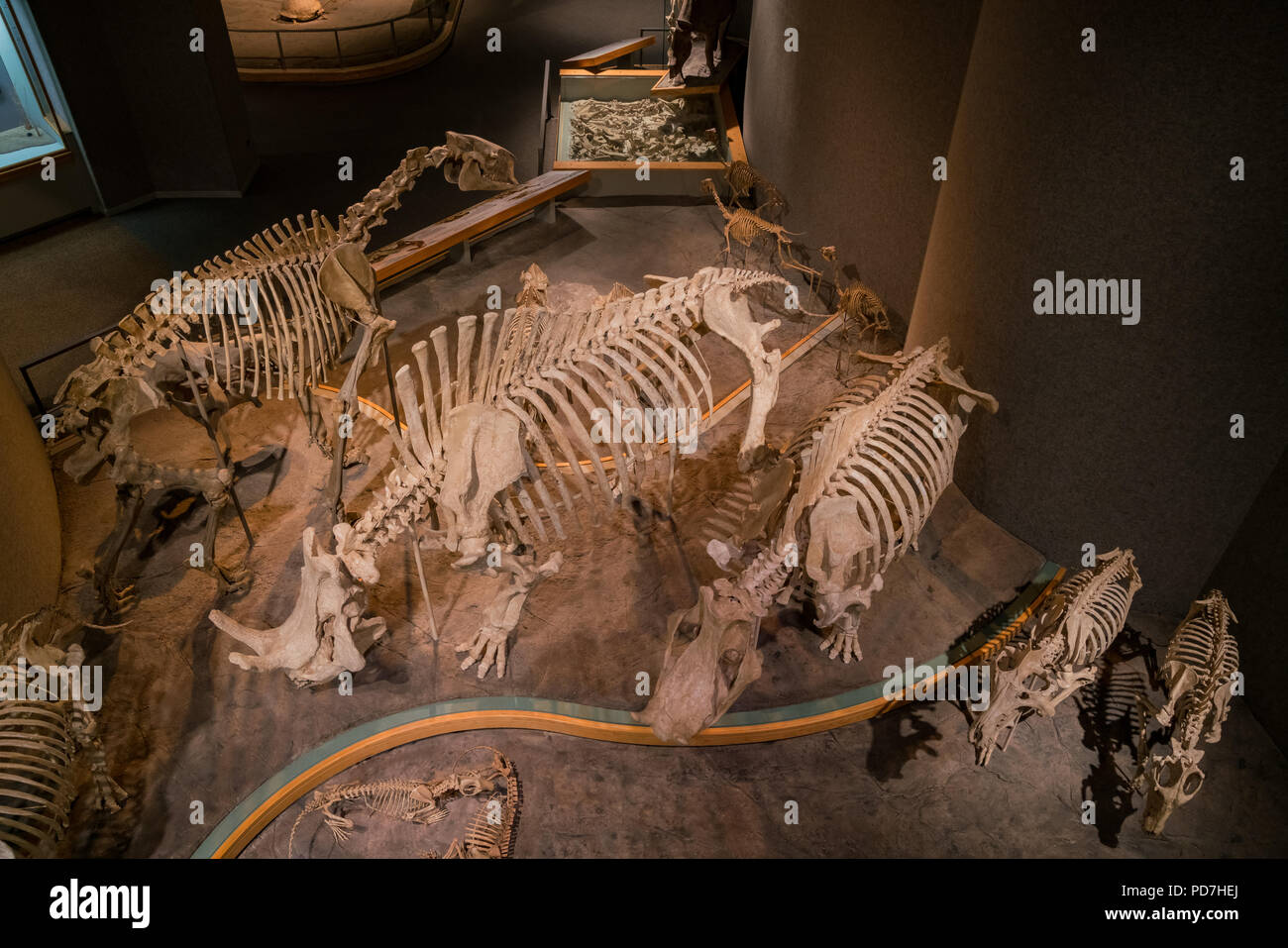 Denver Museum Of Nature And Science Dinosaurs