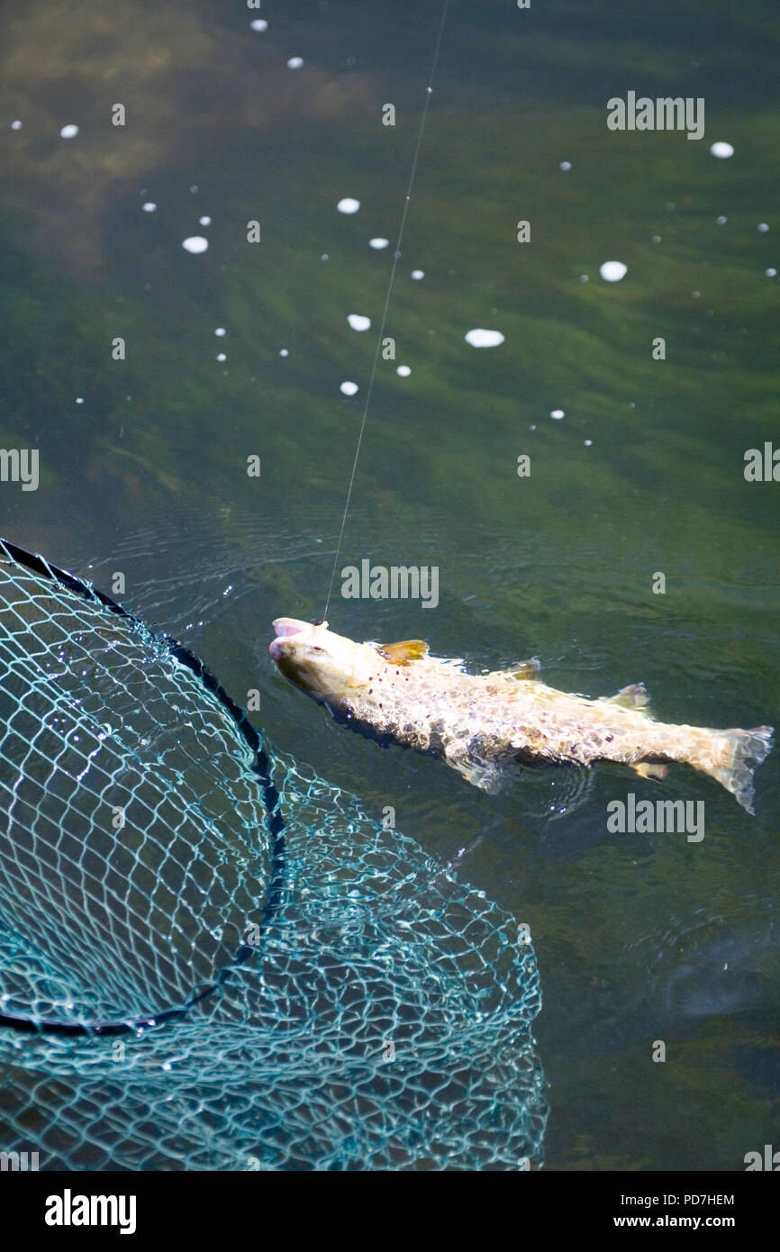 Chalk stream trout hi-res stock photography and images - Alamy