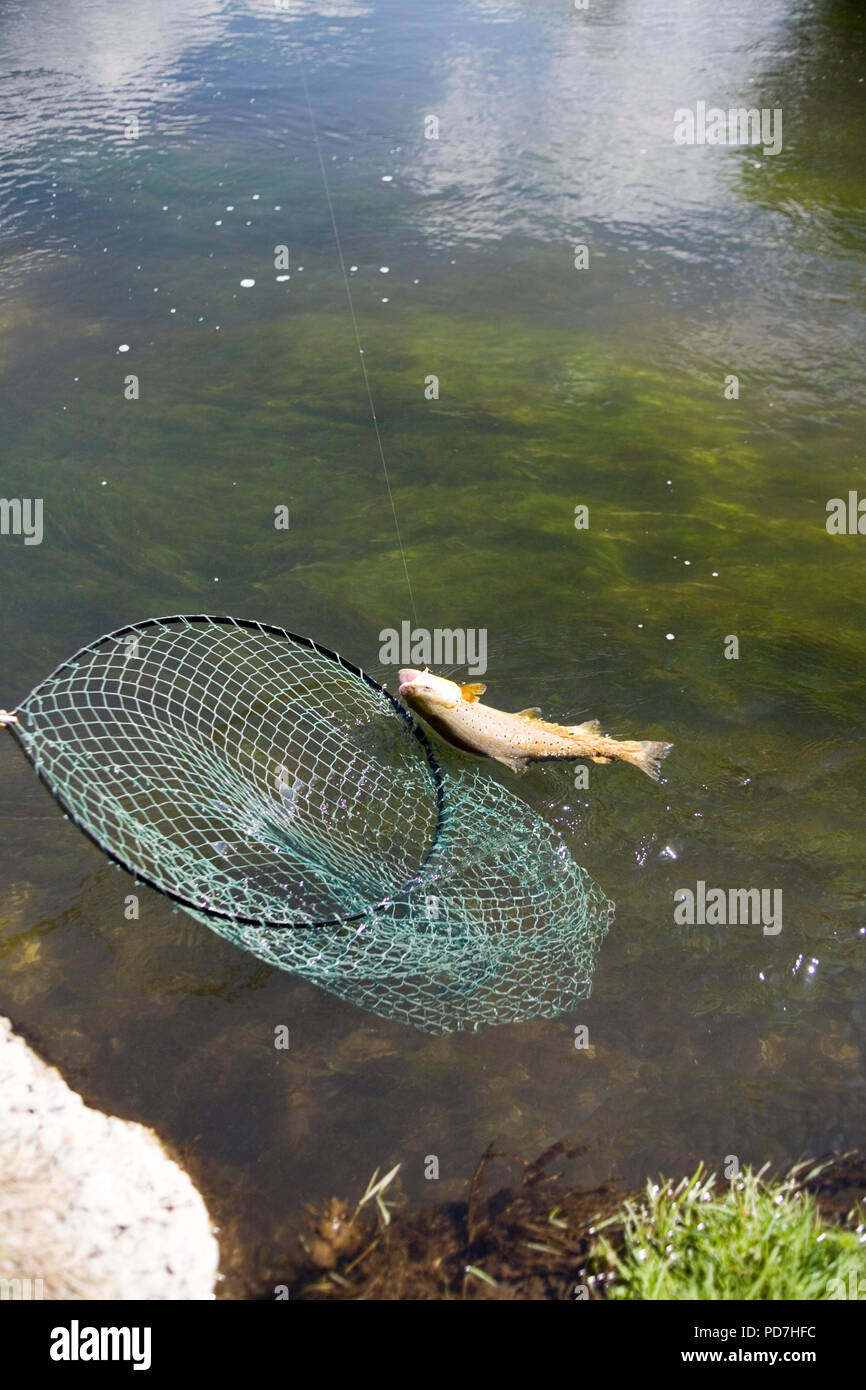 Chalke stream fly fishing - trout in keep net Stock Photo - Alamy