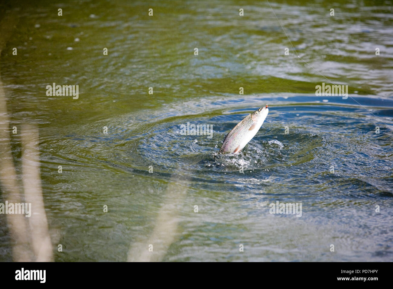 Fish landing fishing hi-res stock photography and images - Alamy