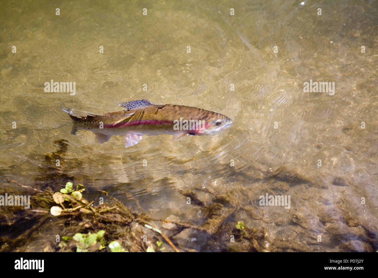 Freshwater fishing england fish hi-res stock photography and images - Alamy