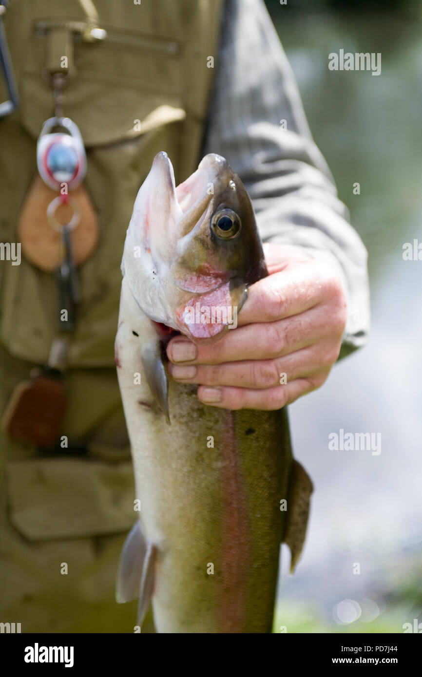 Freshwater fishing england fish hi-res stock photography and images - Alamy