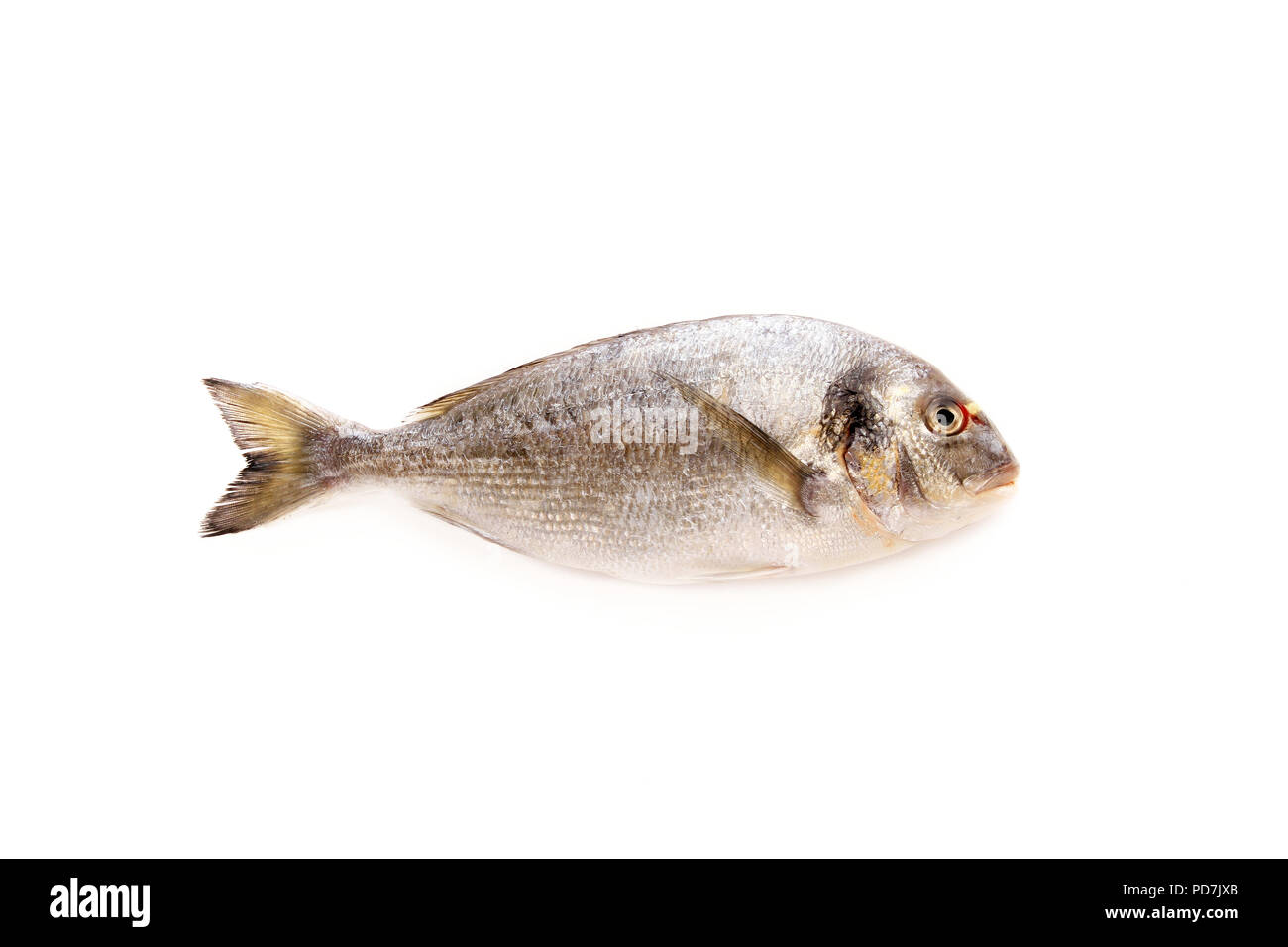 fresh mullet fish isolated on white background Stock Photo - Alamy
