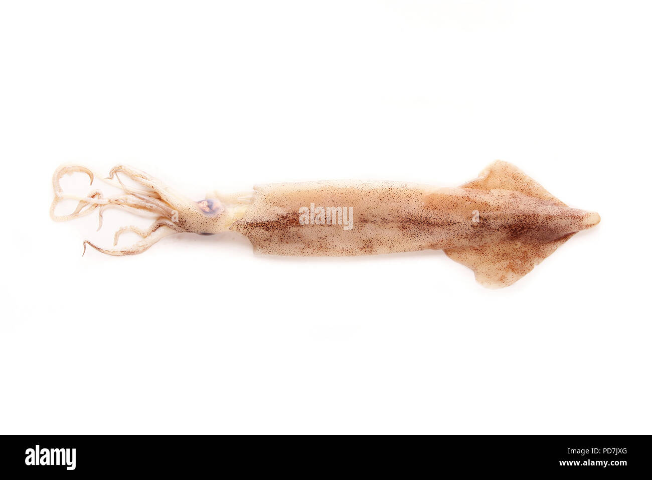 fresh squid isolated on white background Stock Photo - Alamy