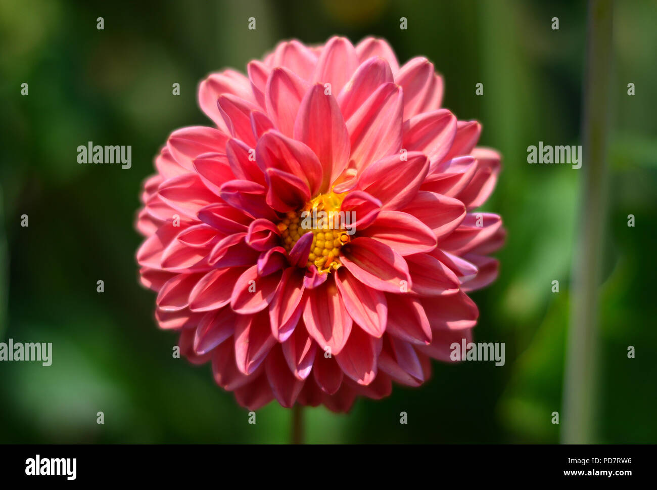 the beautiful colors of the flowers Stock Photo - Alamy