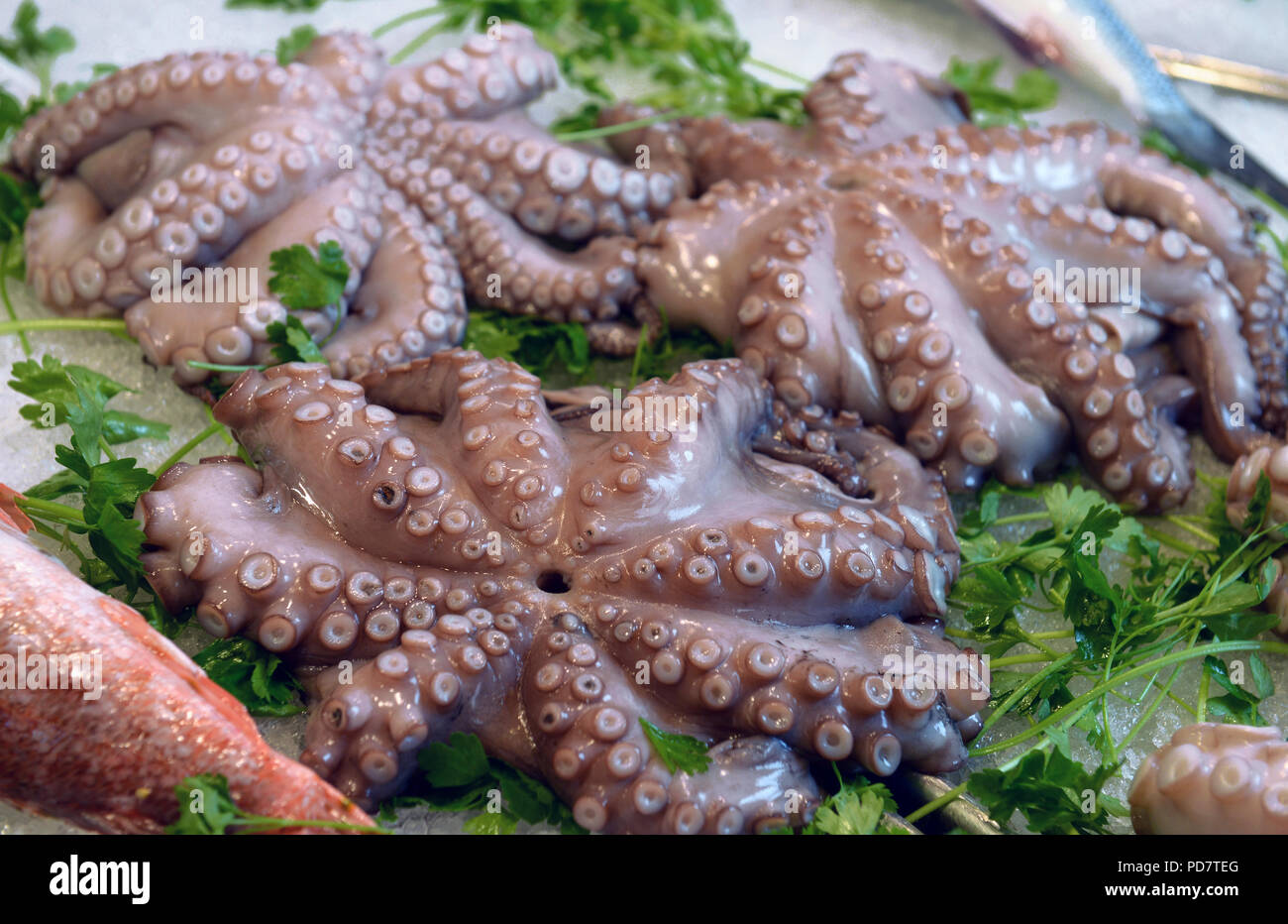 octopus on display at the fish market Stock Photo - Alamy