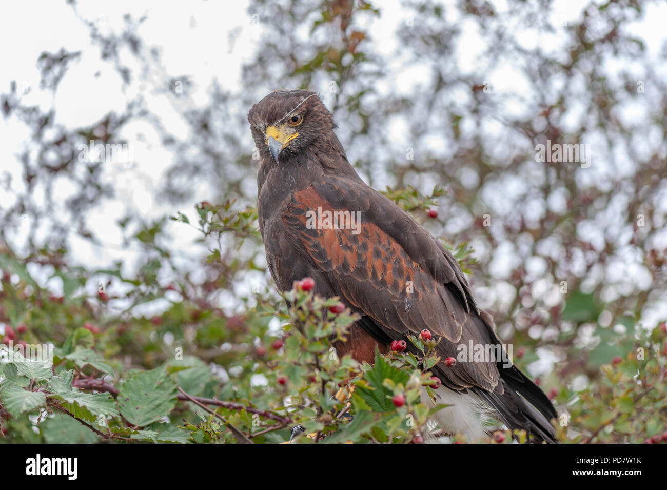 Harris hawk hunting hi-res stock photography and images - Alamy