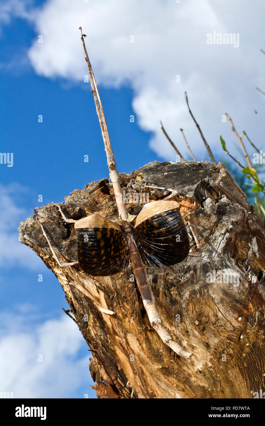 Parthenogenic reproduction hi-res stock photography and images - Alamy