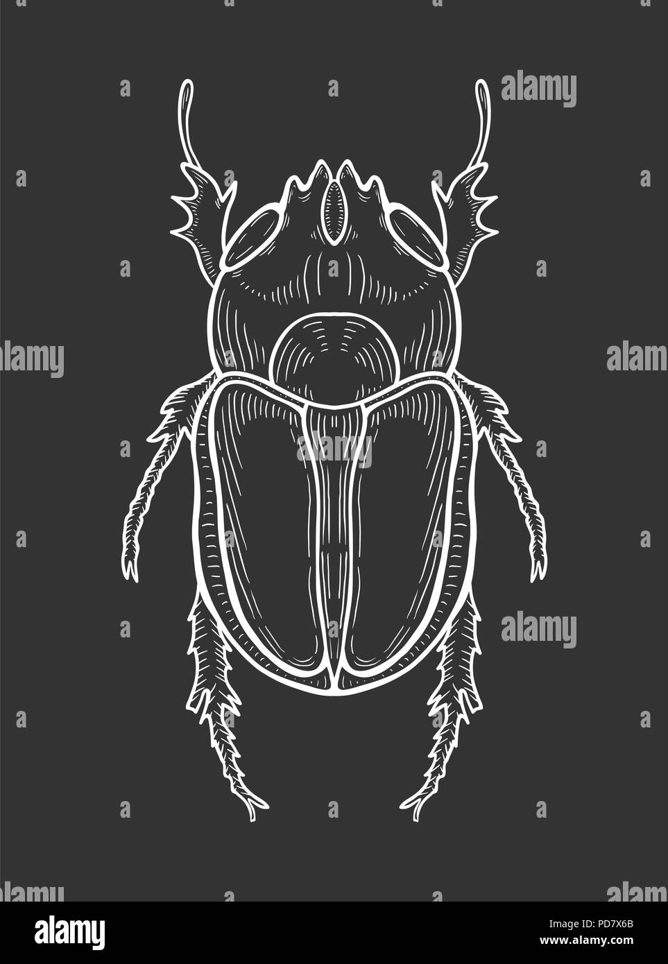 big beetle illustration, drawing, engraving, ink, line art, vector ...