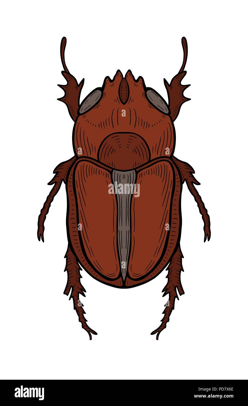 Brown big beetle illustration, drawing, engraving, ink, line art ...