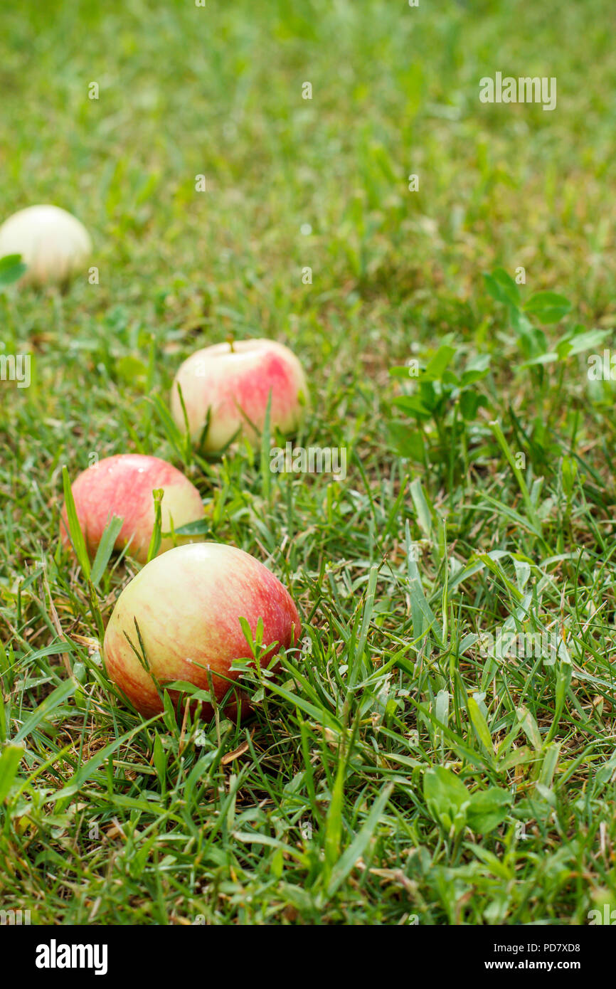 Red apples on green grass in the orchard. Fallen ripe apples in the ...
