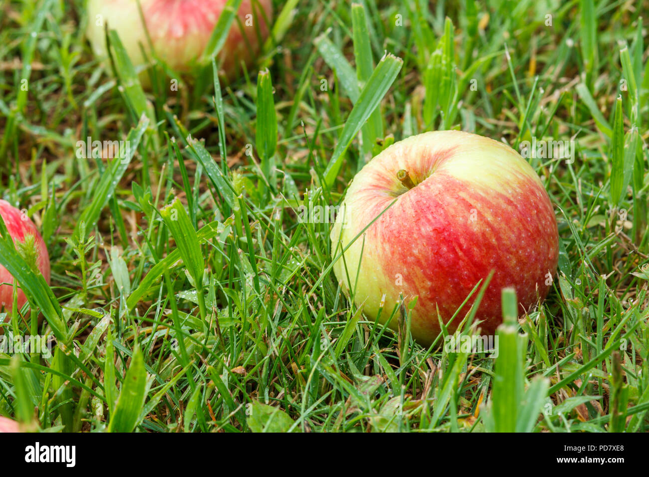 Red apples on green grass in the orchard. Fallen ripe apples in the ...