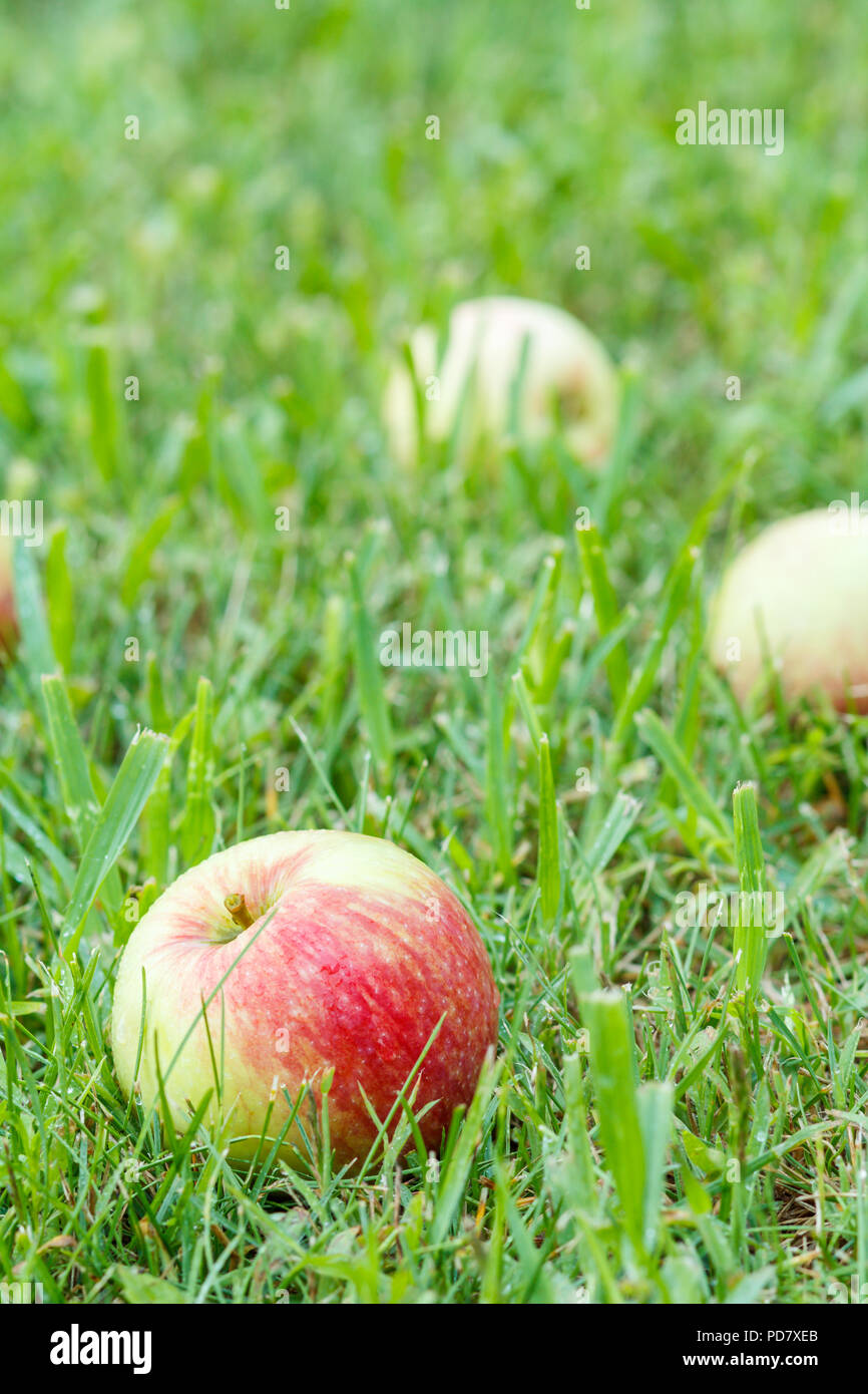 Red apples on green grass in the orchard. Fallen ripe apples in the ...