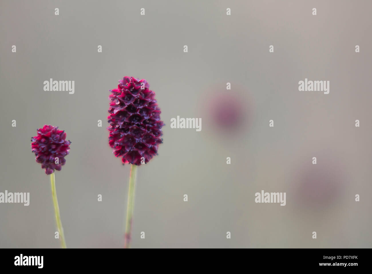 Nice and close hi-res stock photography and images - Alamy