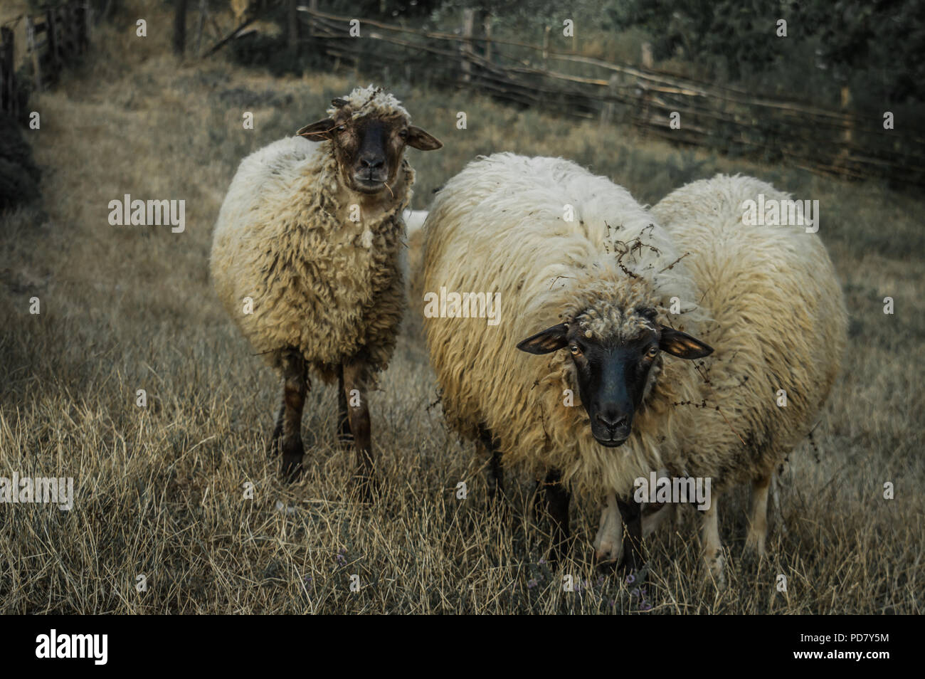 Old country sheep breed hi-res stock photography and images - Alamy