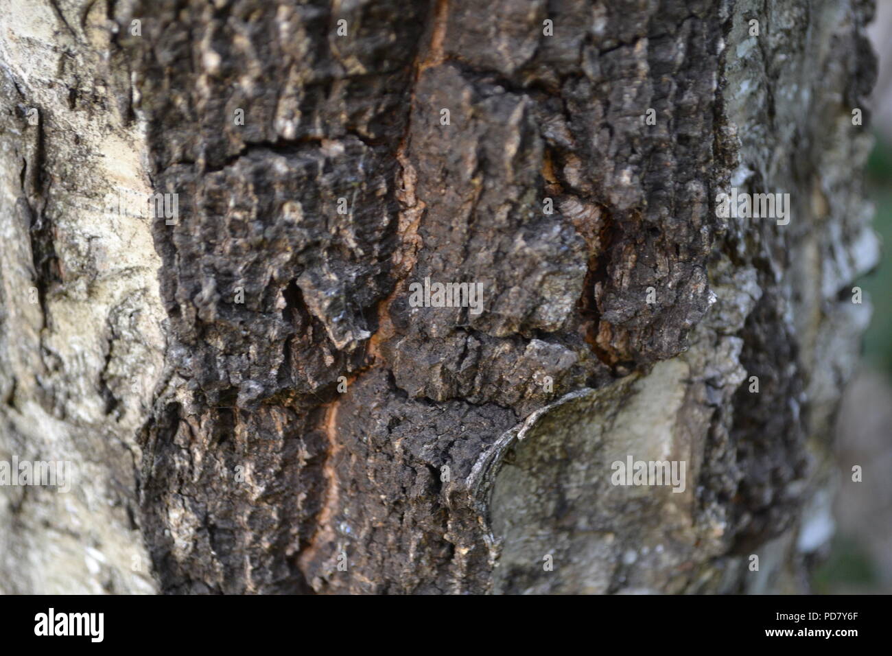 African bark hi-res stock photography and images - Alamy