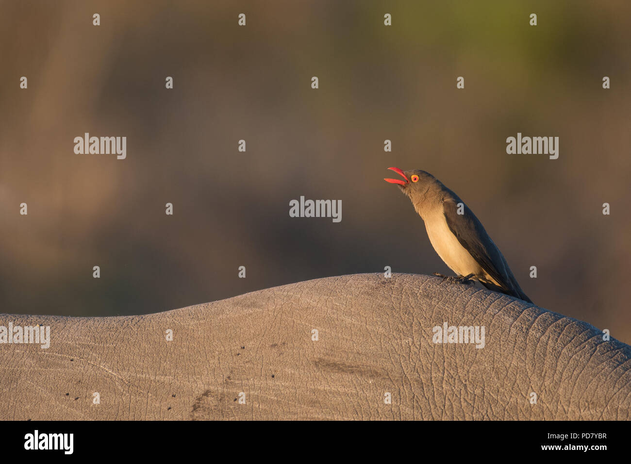 Oxpecker bird hi-res stock photography and images - Alamy