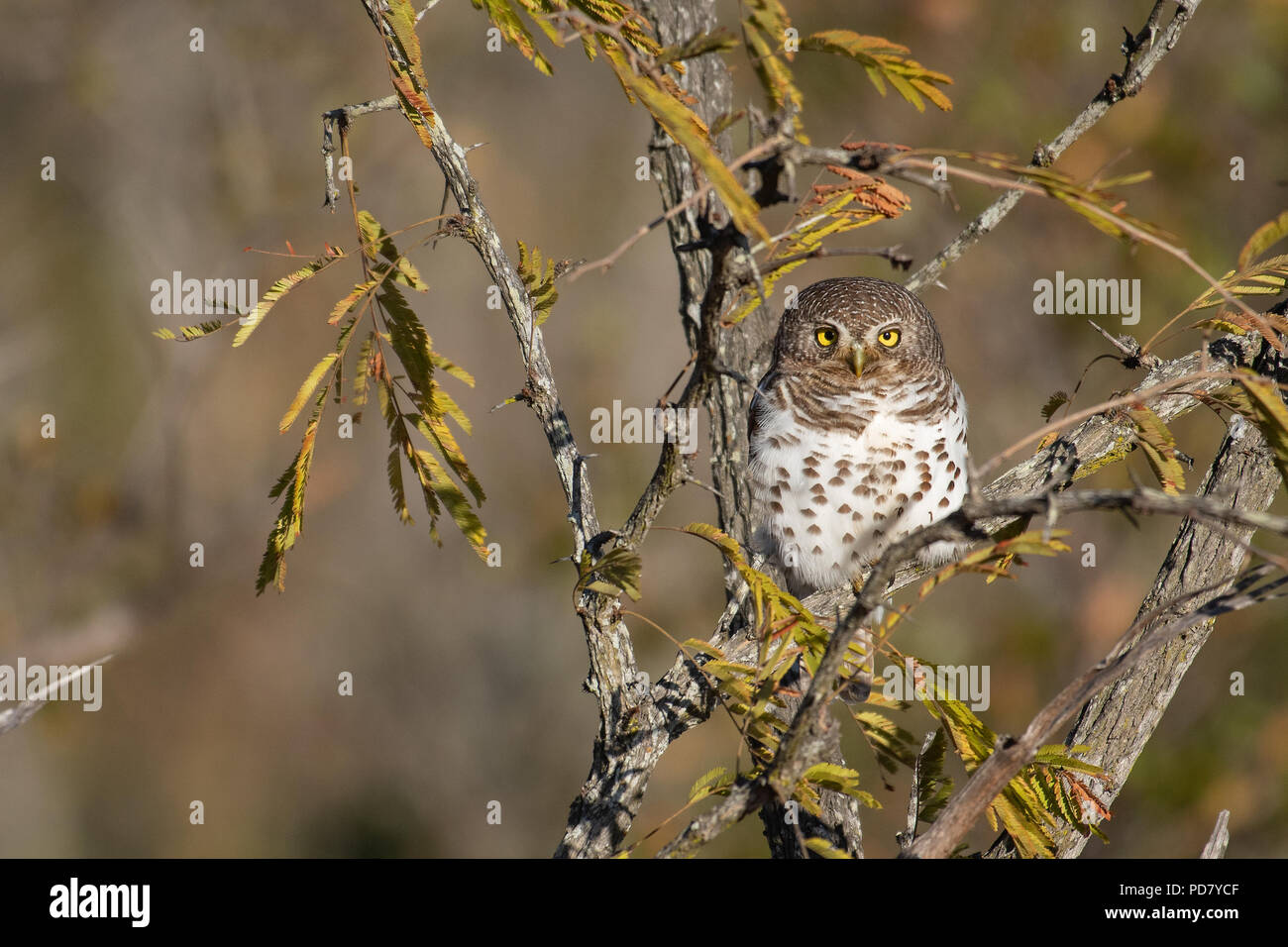 African Barred Owlet (Glaucidium capense) portrait from Manyeleti Game ...