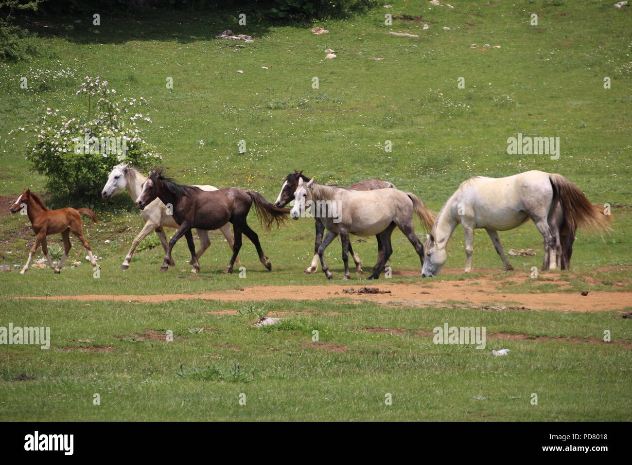 Beautiful horse head hi-res stock photography and images - Alamy