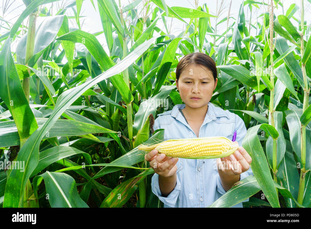 New crop yield hi-res stock photography and images - Alamy